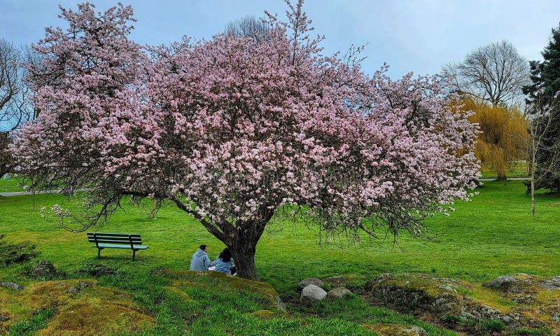 Blooming Almond Tree (Prunus Amygdalus) in the Garden Stock Photo ...