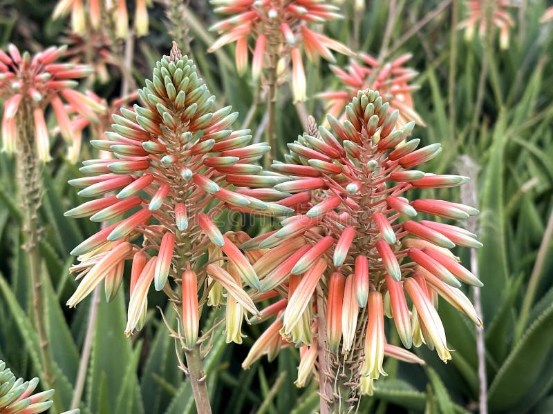 Blooming Aloe (Aloe Arborescens Stock Image - Image of flowers, aloe ...
