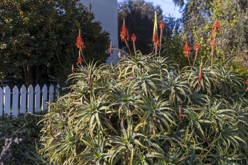 A Blooming Aloe Bush. Red Flowers Stock Photo - Image of flower, garden ...