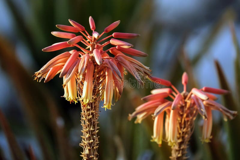 Aloe Maculata, Aloe Saponaria, Soap Aloe or Zebra Aloe Stock Photo ...