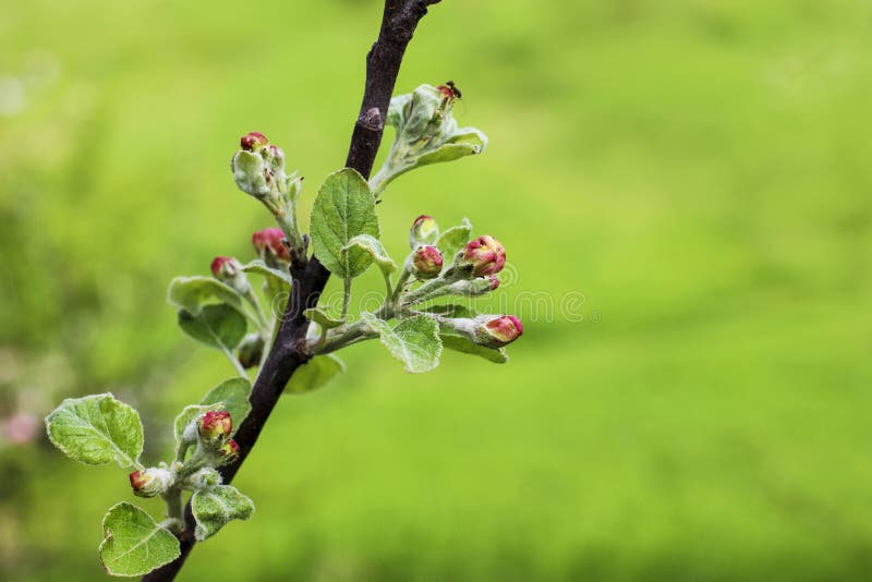 Blooming Apple Branch in Spring Orchard Stock Image - Image of leaf ...