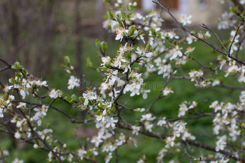 Blooming Apple and Cherry Trees. Stock Image - Image of spring, green ...