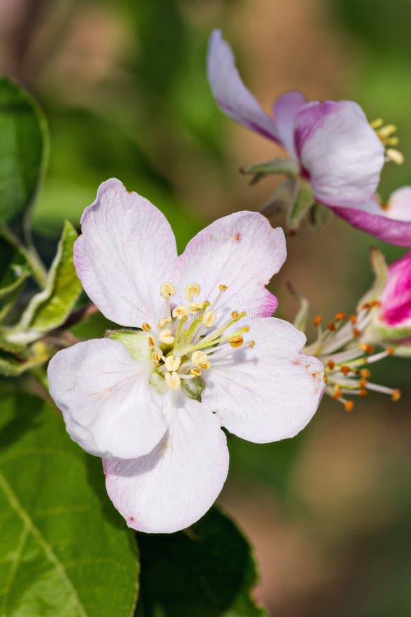 Blooming Apple Flowers in Orchard. Stock Photo - Image of closeup, leaf ...