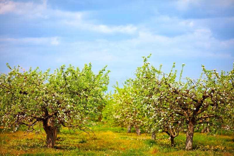 Blooming Apple Garden, Spring Countryside Stock Image - Image of ...