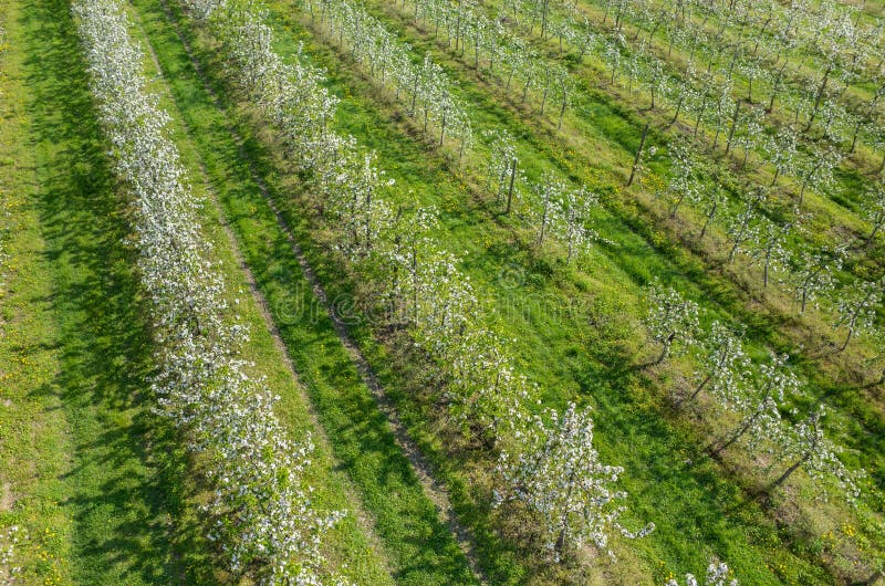 Large Apple Orchard Aerial View Stock Photos - Free & Royalty-Free ...