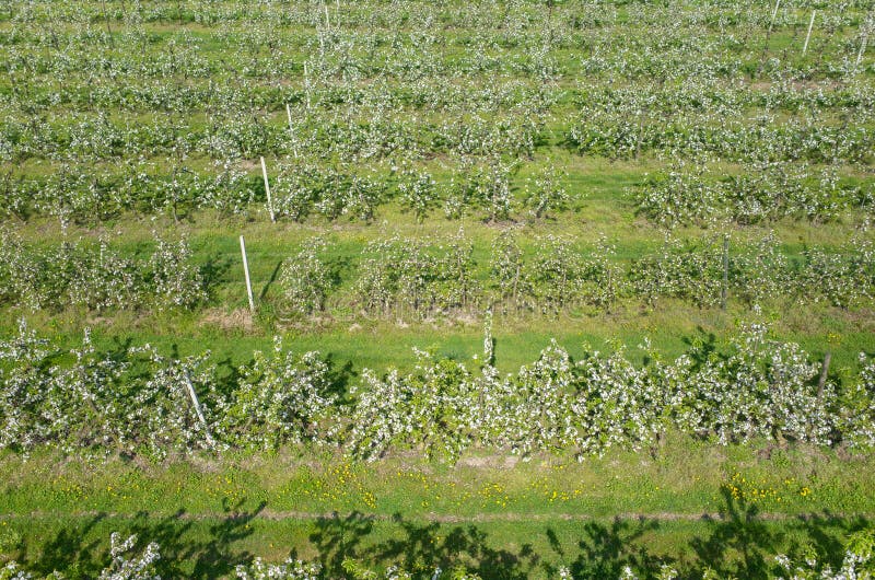 Large Apple Orchard Aerial View Stock Photos - Free & Royalty-Free ...