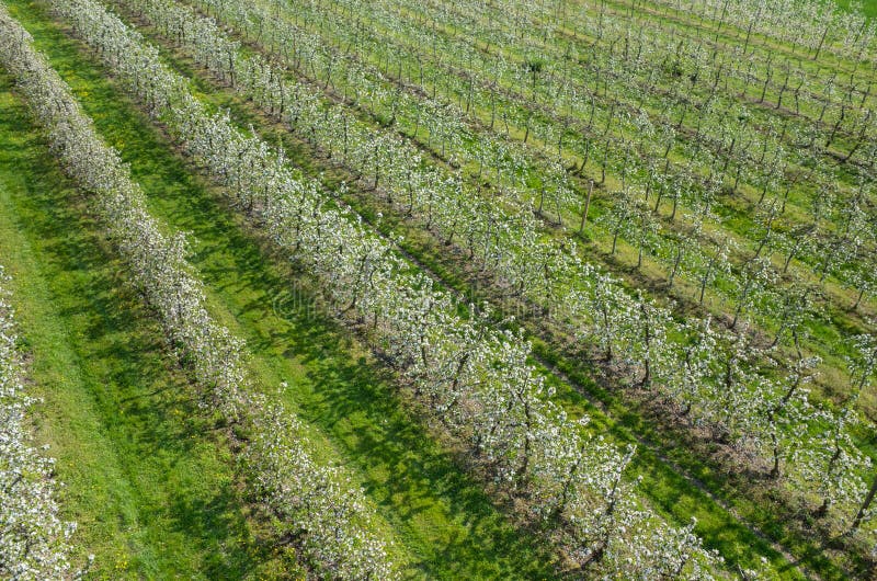 Large Apple Orchard Aerial View Stock Photos - Free & Royalty-Free ...