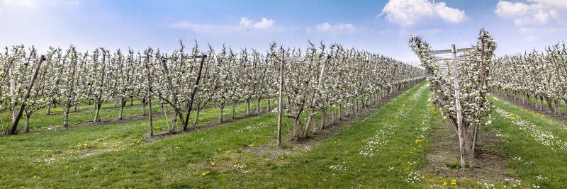 Blooming Apple Orchard in Spring Stock Image - Image of agriculture ...