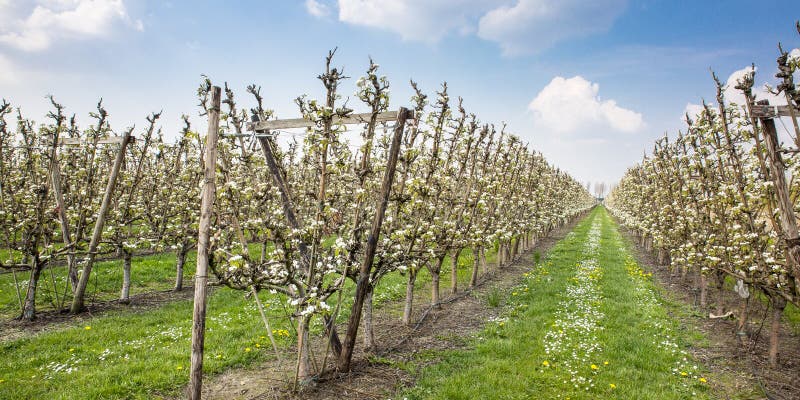 Blooming Apple Orchard in Spring Stock Image - Image of farming ...