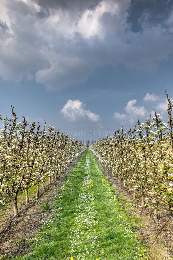 Blooming Apple Orchard in Spring Stock Photo - Image of boomgaard ...