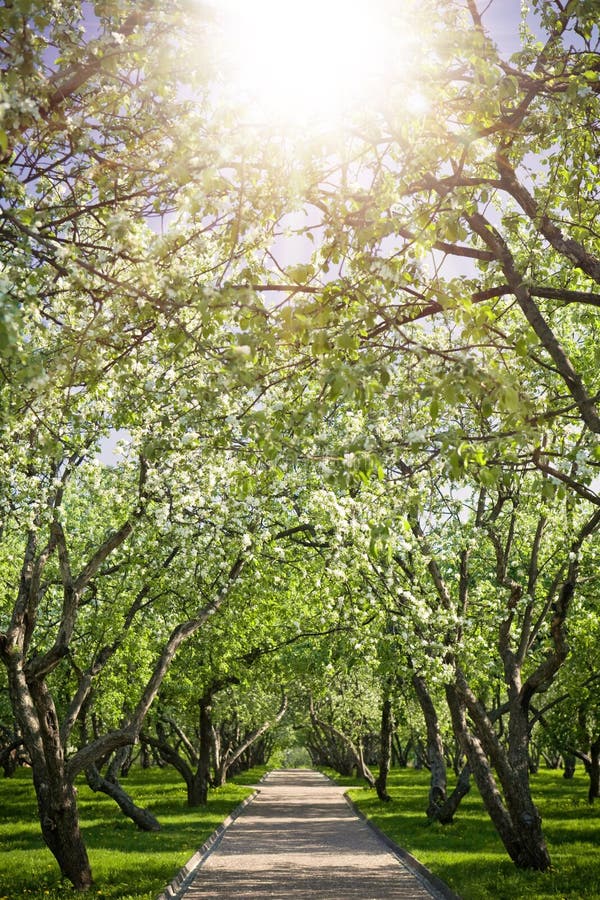 Blooming Apple Orchard in Spring Stock Photo - Image of perspective ...