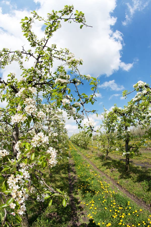 Blooming Apple Orchard in Spring 3 Stock Photo - Image of tree, spring ...