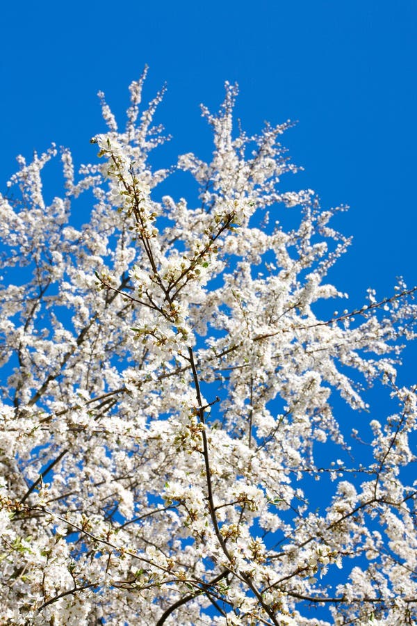 Blooming Apple Tree Picture. Image: 8437420