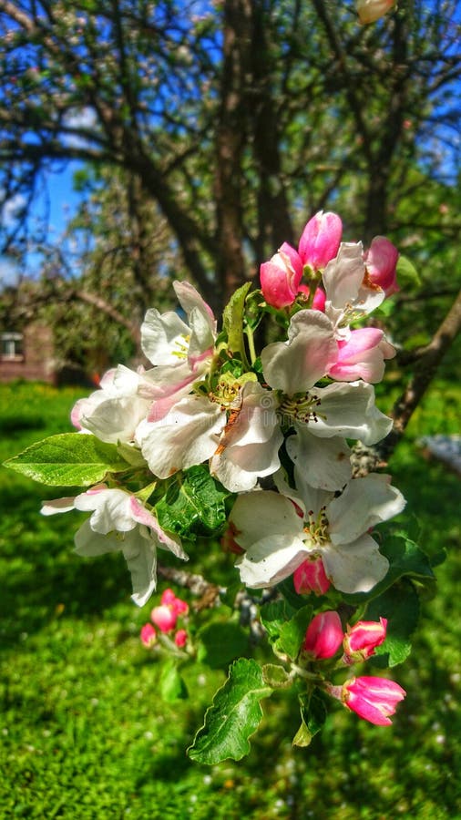 Blooming Apple tree stock image. Image of apple, blooming - 105020759