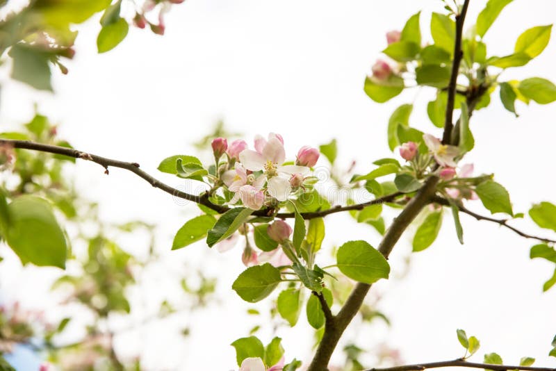 Blooming apple tree stock photo. Image of blossom, colour - 115732860