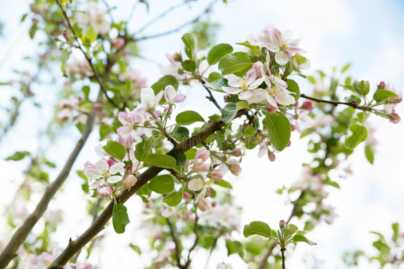 Blooming apple tree stock image. Image of beauty, natural - 115733565