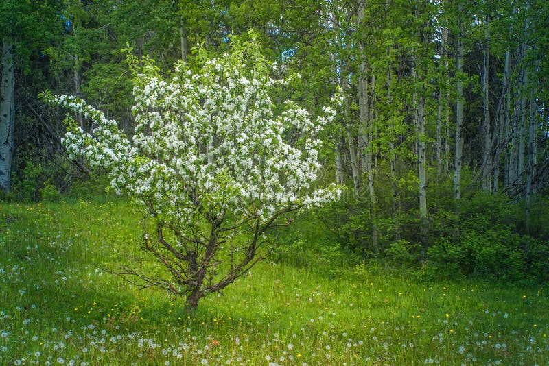 Blooming Apple Tree stock photo. Image of beautiful, tree - 94046870