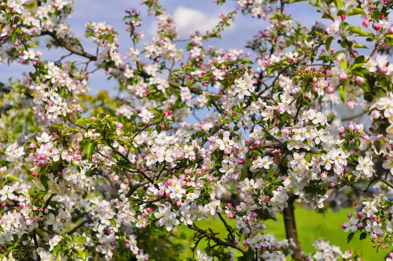 Blooming apple tree stock image. Image of wonderful, blooming - 61479217