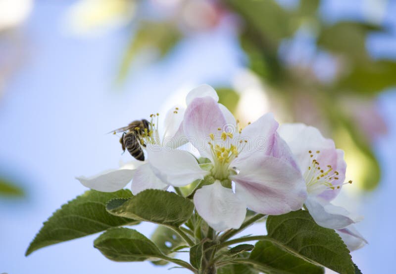 Blooming Apple Tree. the Bee Stock Image - Image of colorful, fruit ...