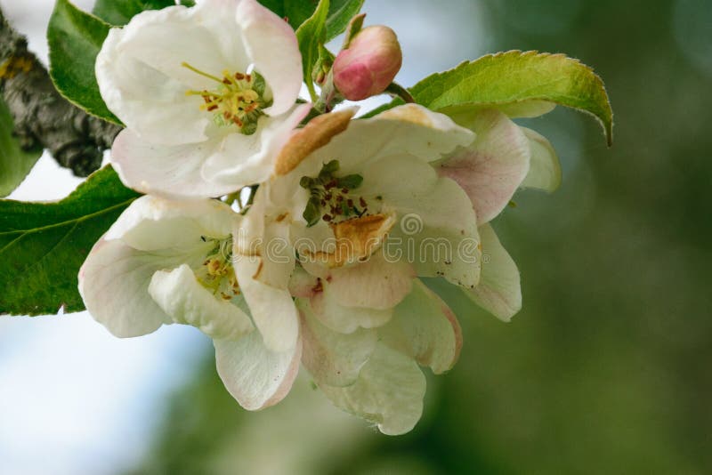 Blooming Apple Tree Branch Antonovka Close-up in May. Stock Image ...