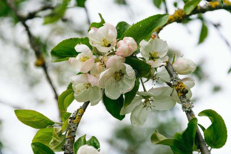 Blooming Apple Tree Branch Antonovka Close-up in May Stock Photo ...