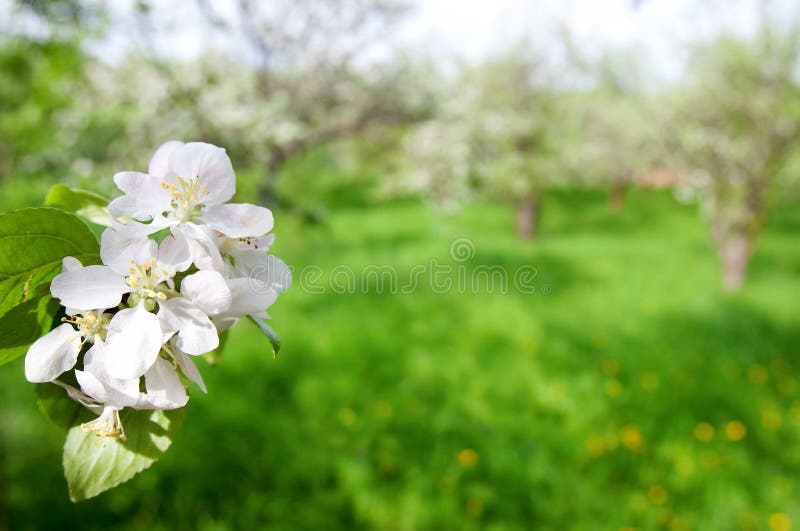 Blooming apple tree branch stock image. Image of flower - 38321779