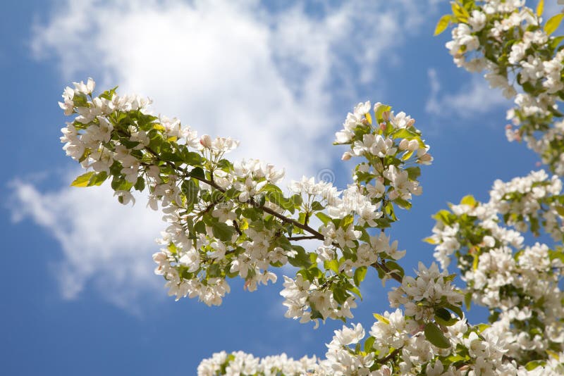 Blooming Apple Tree Branch on Blue Sky Background Stock Photo - Image ...