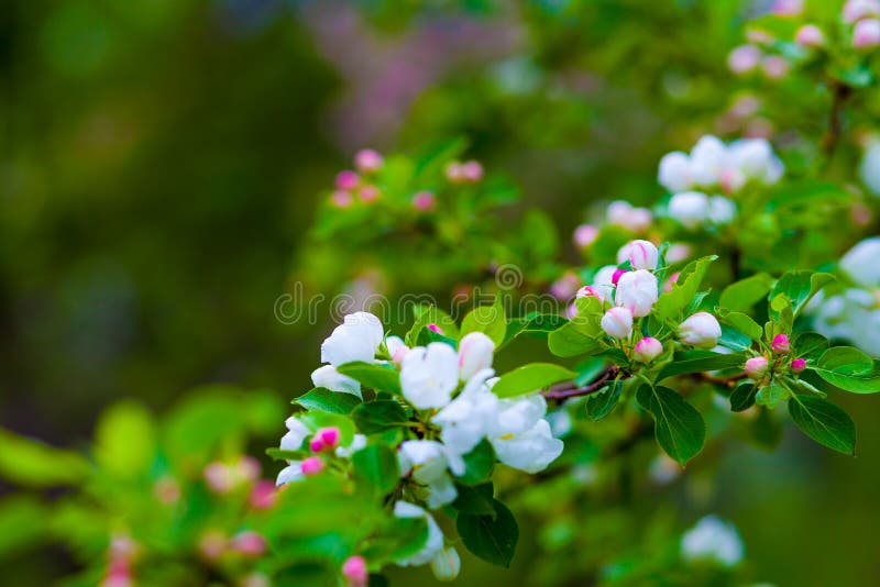 Blooming Apple Tree Branch on a Natural Blurred Background Stock Image ...