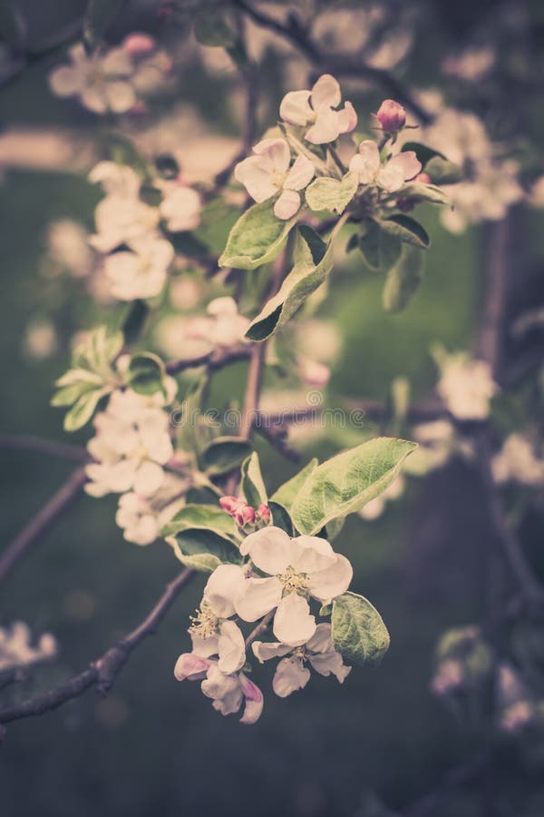 Blooming Apple Tree Branches Background Stock Photo - Image of fresh ...
