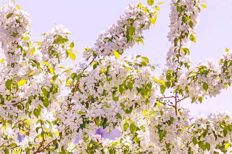 Blooming Apple Tree Close-up on a Background of Blue Sky Stock Photo ...