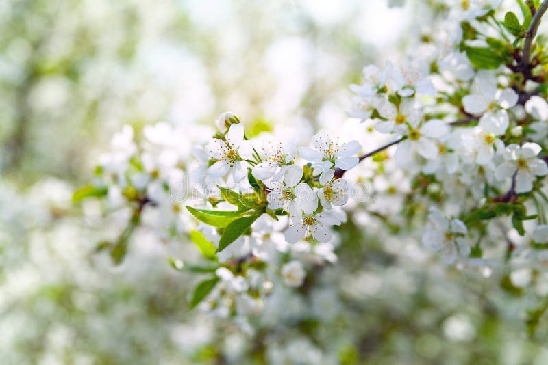 Blooming Apple Tree. Close-up Crown of Blooming Apple Tree Background ...