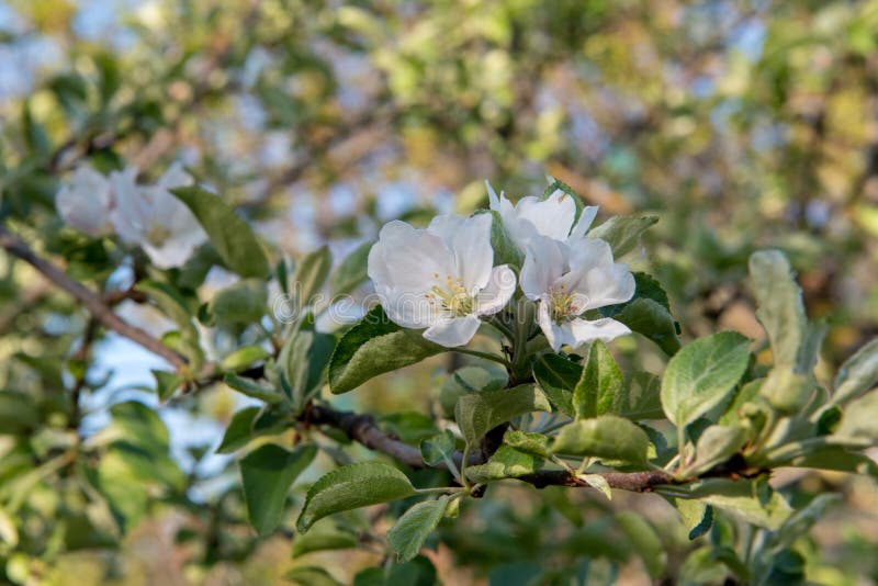 Blooming Apple Tree Close Up Stock Image - Image of plant, fruit: 164186419