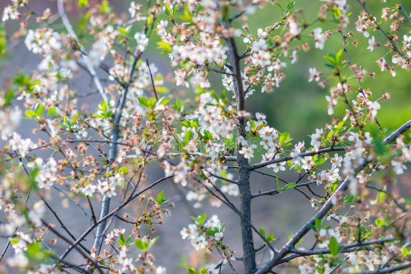 Blooming Apple Tree Closeup. Spring White Flowers. Tree Branch Covered ...