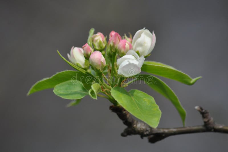Blooming apple tree stock photo. Image of flowers, bright - 95696100