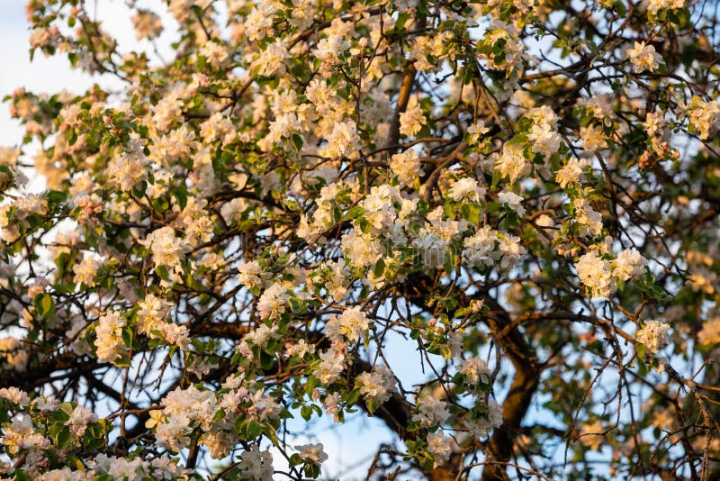 Blooming apple tree stock photo. Image of spring, crone - 249147492