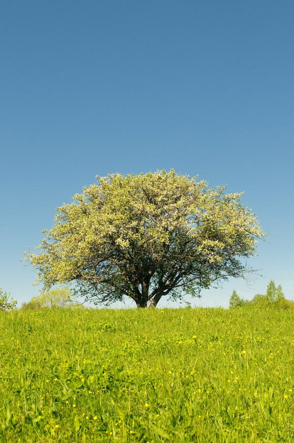Blooming Apple Tree in Field Stock Photo - Image of landscape, grass ...