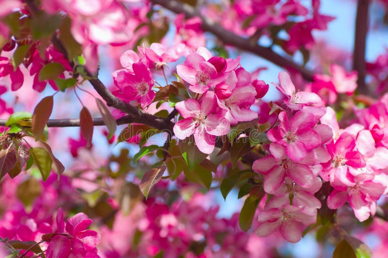 Blooming Apple Tree in the Garden Stock Image - Image of tree, leaves ...