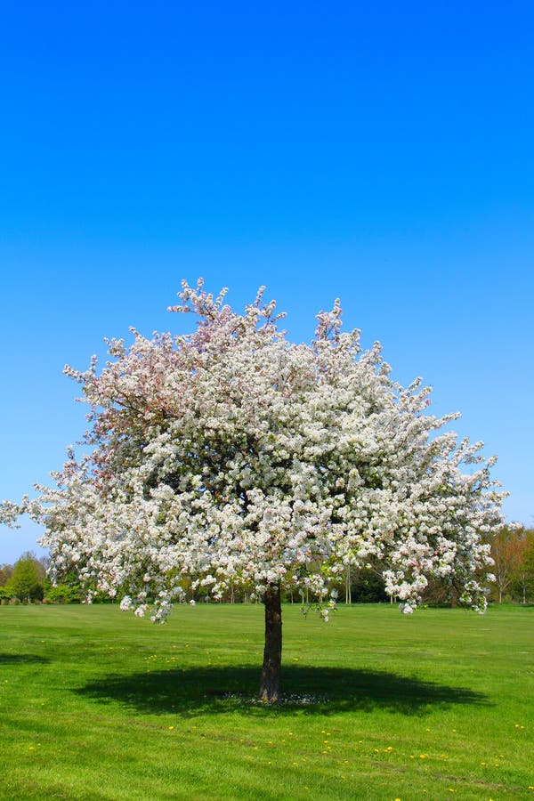 Blooming apple tree stock image. Image of nature, garden - 112998629