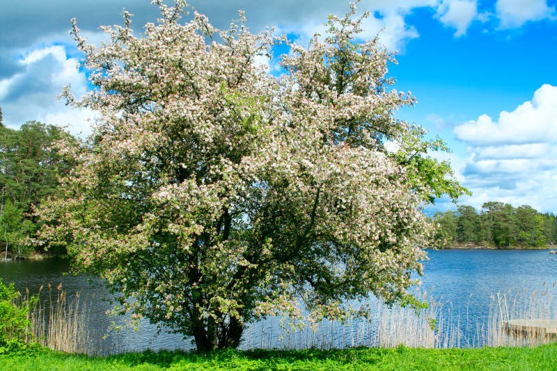 A Blooming Apple Tree at Lakeside Stock Photo - Image of blossoms ...