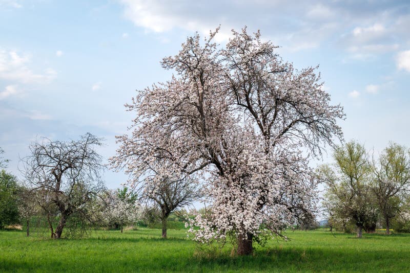 Blooming Apple Tree in Orchard at Springtime Stock Photo - Image of ...