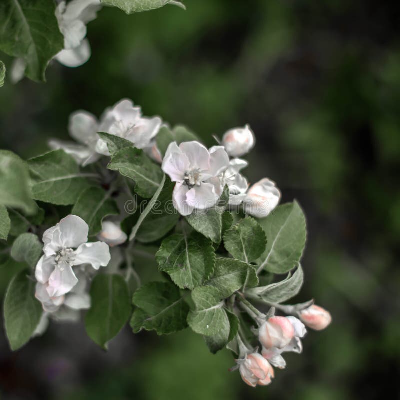 Blooming Apple Tree in Pastel Colors Stock Image - Image of blossom ...