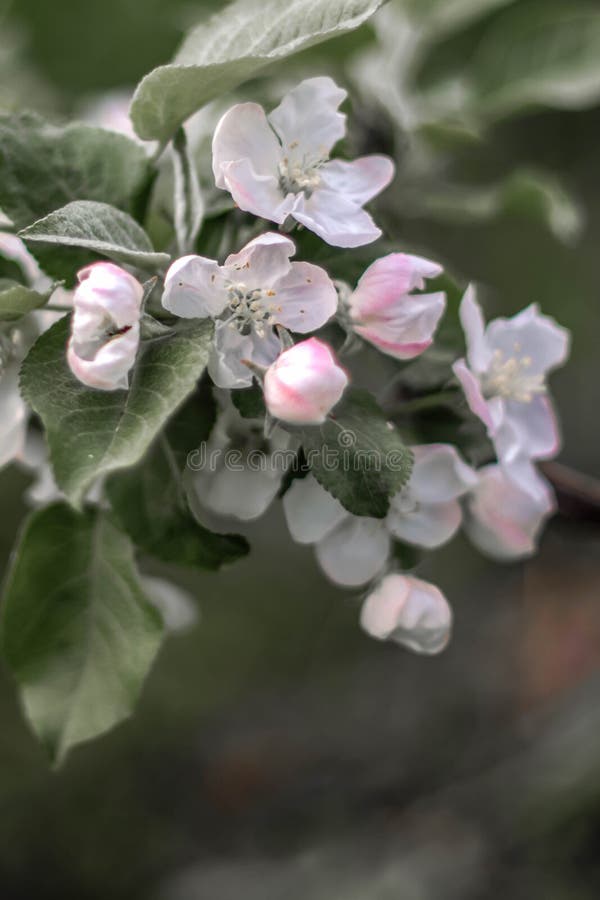 Blooming Apple Tree in Pastel Colors Stock Image - Image of botany ...