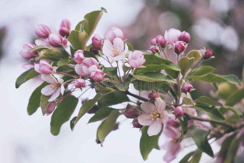 Blooming Apple Tree. Pink Flowers Stock Photo - Image of plant, season ...