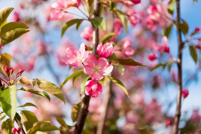 Blooming Apple Tree Pink Flowers in Spring Stock Photo - Image of apple ...