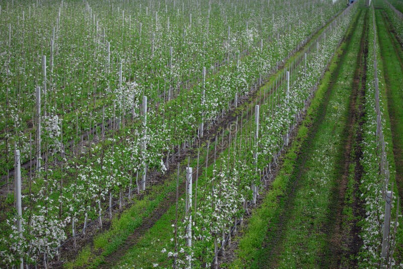 Blooming Apple Tree Plantation in Spring.Rows of Seedlings with Flowers ...