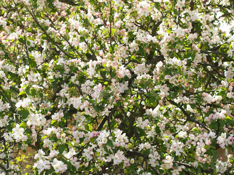 Blooming Apple Tree Spring Background. Stock Photo - Image of life ...