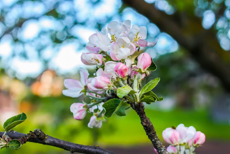 Blooming Apple Tree at Spring Stock Image - Image of white, background ...