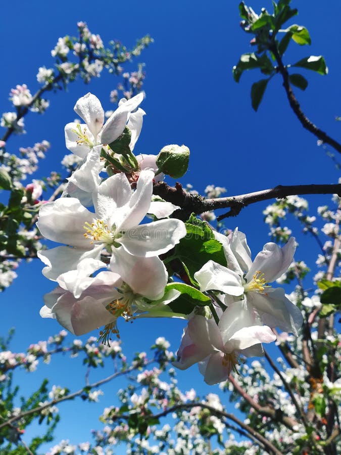 Blooming Apple Tree in Spring Closeup with Blurred Background. Stock ...