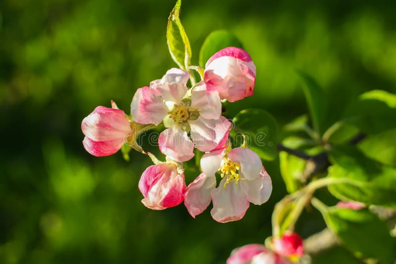 Blooming Apple Tree at Spring in Countryside. Stock Image - Image of ...