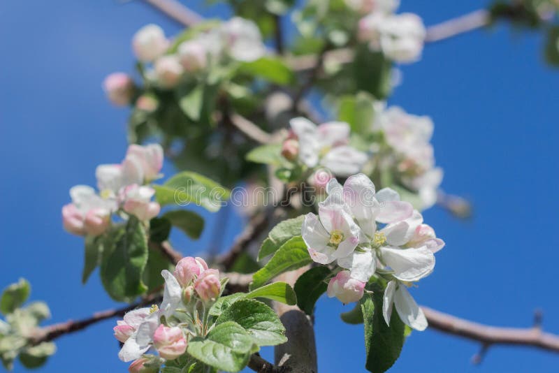 Blooming Apple Tree in Spring Day Stock Photo - Image of bloom, leaves ...